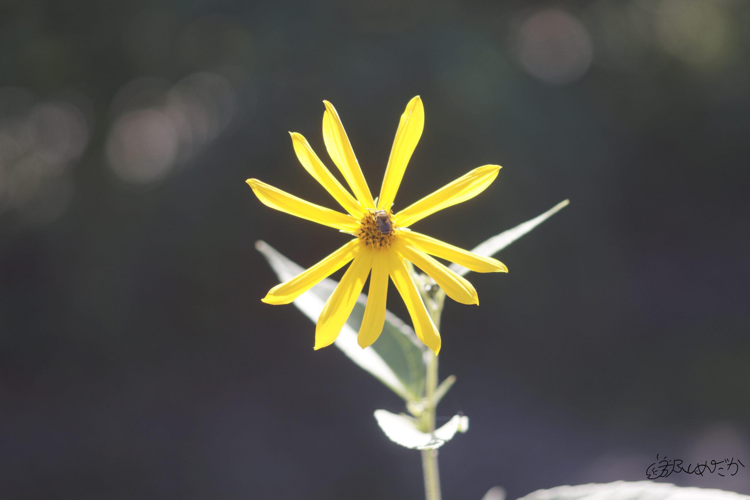 Tokina AT-X AF 100mm F2.8 MACRO internal focusを使ってみた - 郡山めだか