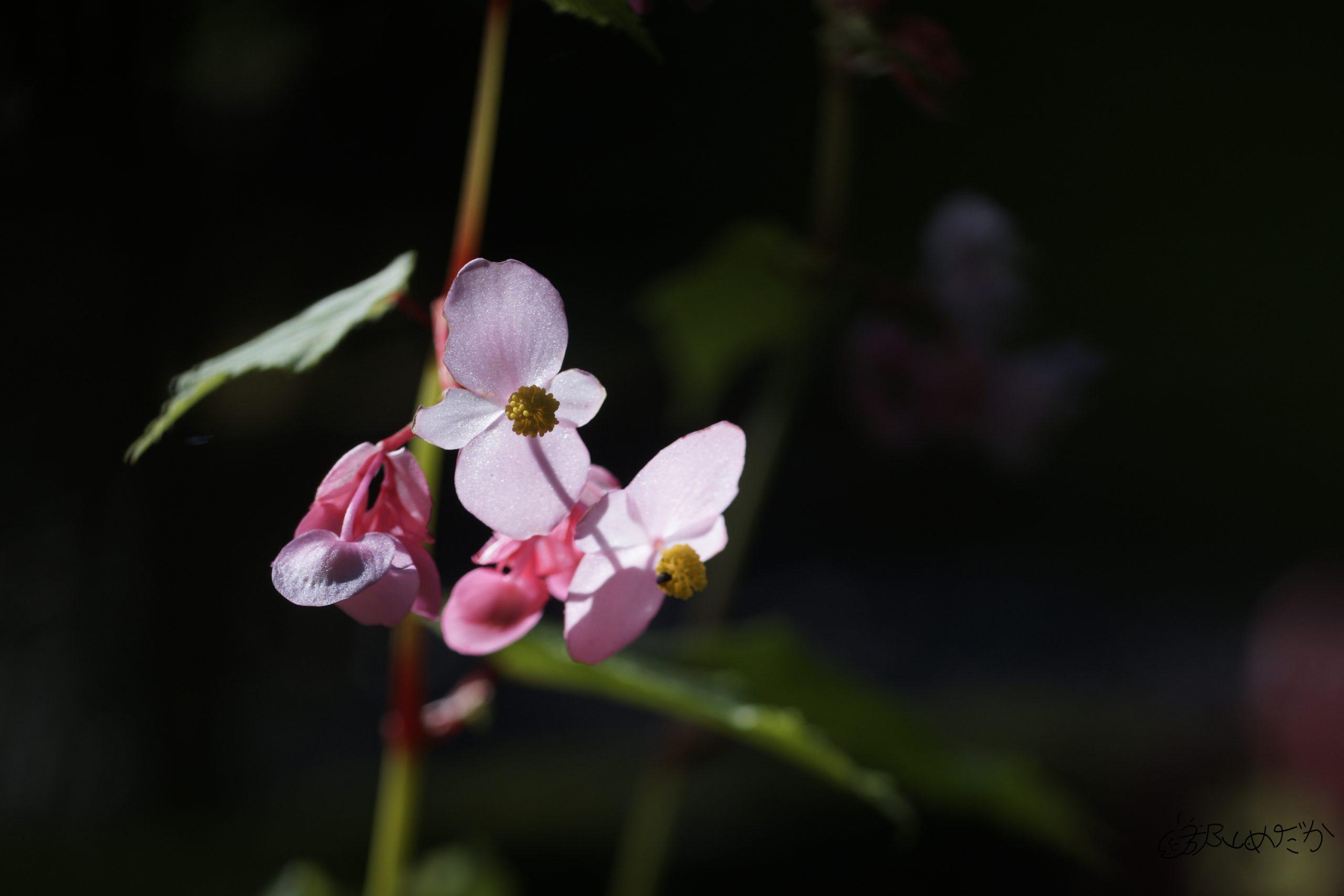 Tokina AT-X AF 100mm F2.8 MACRO internal focusを使ってみた - 郡山めだか